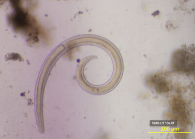 Preventing Meningeal Worm with Poultry - Goat Journal